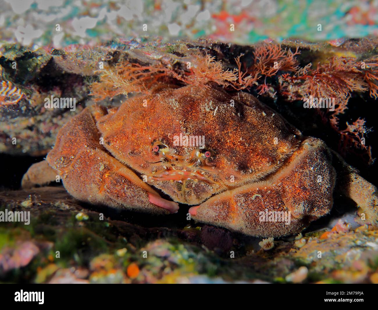 Woolly crab (Dromia personata), crab. Dive site Marine Reserve Cap de ...
