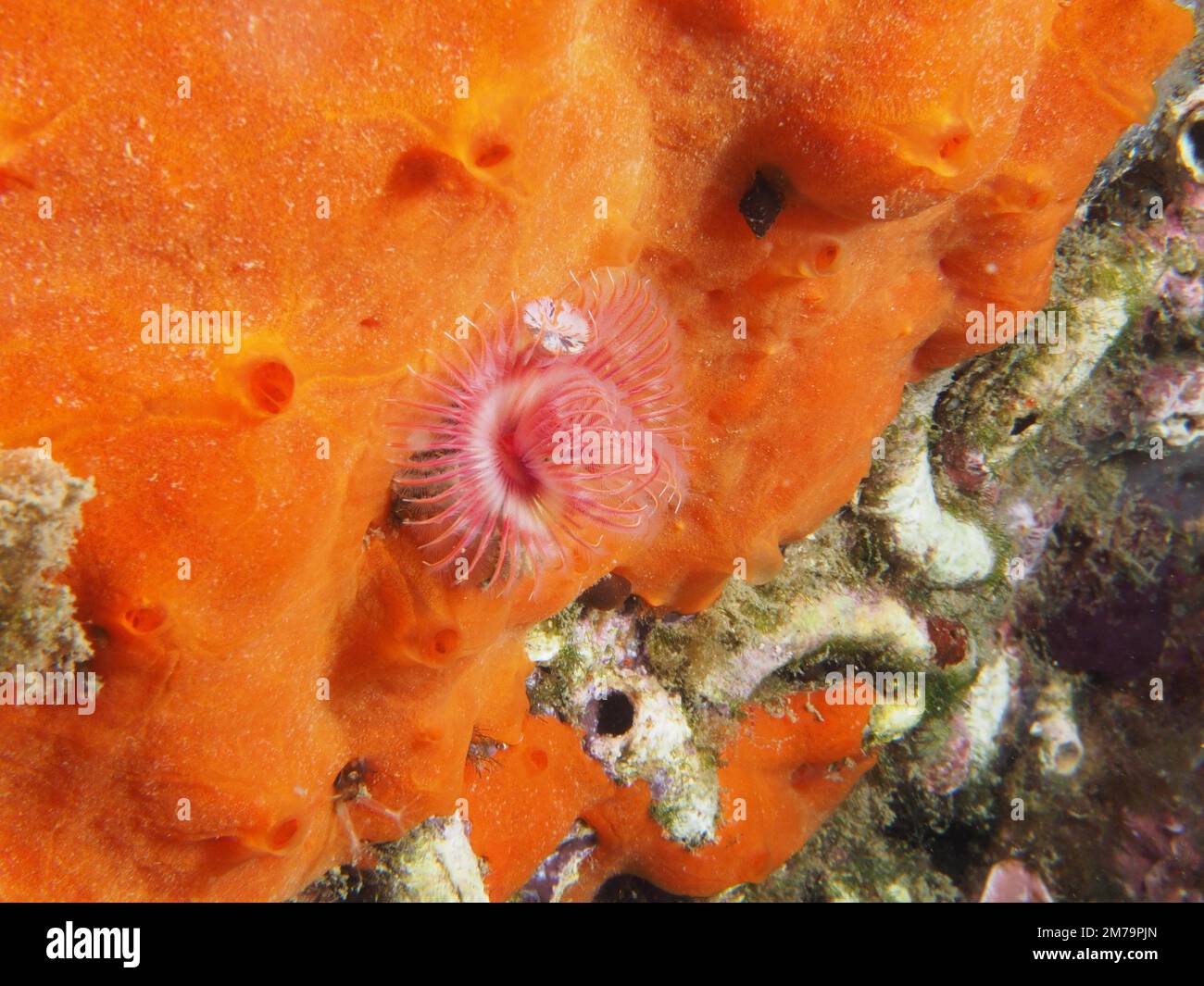 Small calcareous tube worm (Serpula vermicularis) . Dive site Marine ...