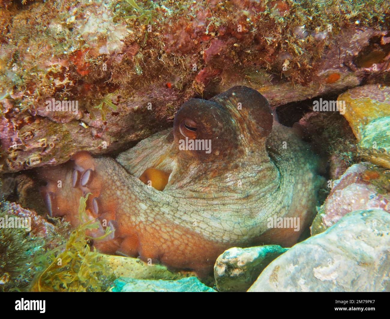 Common octopus (Octopus vulgaris) in its shelter. Dive site Marine ...