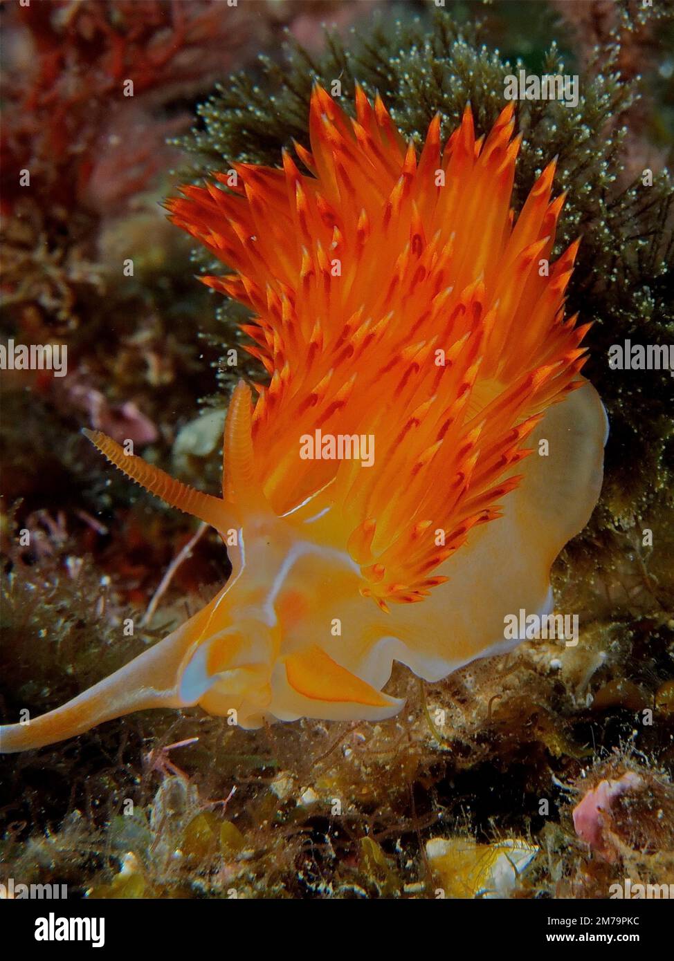 Orange Godiva (Dondice banyulensis), thread snail. Dive site Marine ...