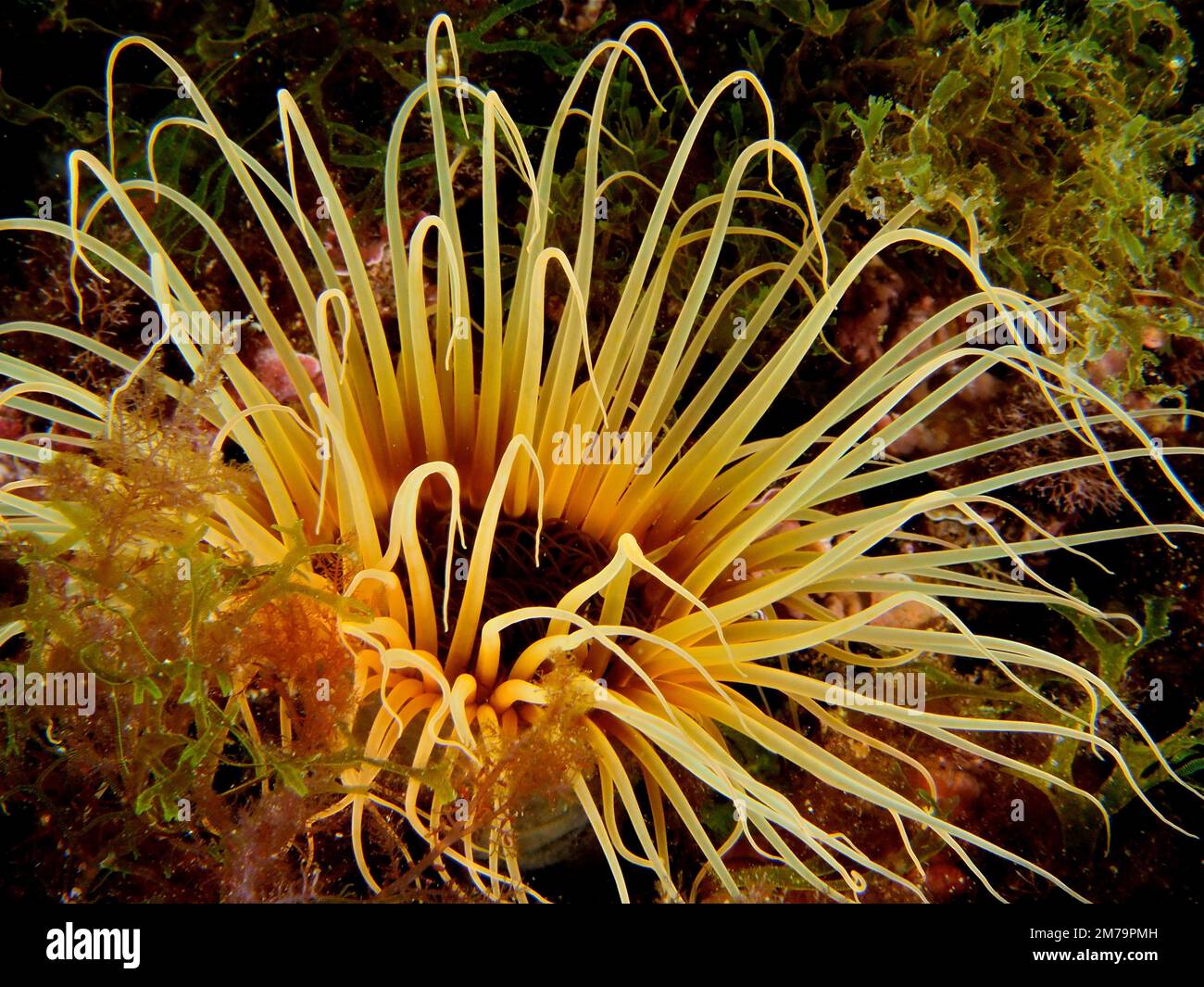Yellow coloured tube anemone (Cerianthus membranaceus) . Dive site ...