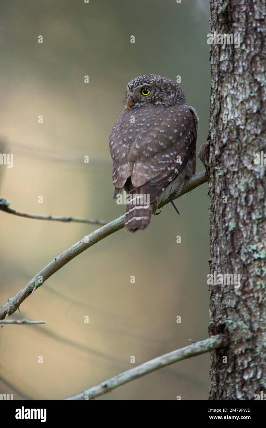 Pygmy owl (Glaucidium passerinum) sitting on a branch in a boreal ...