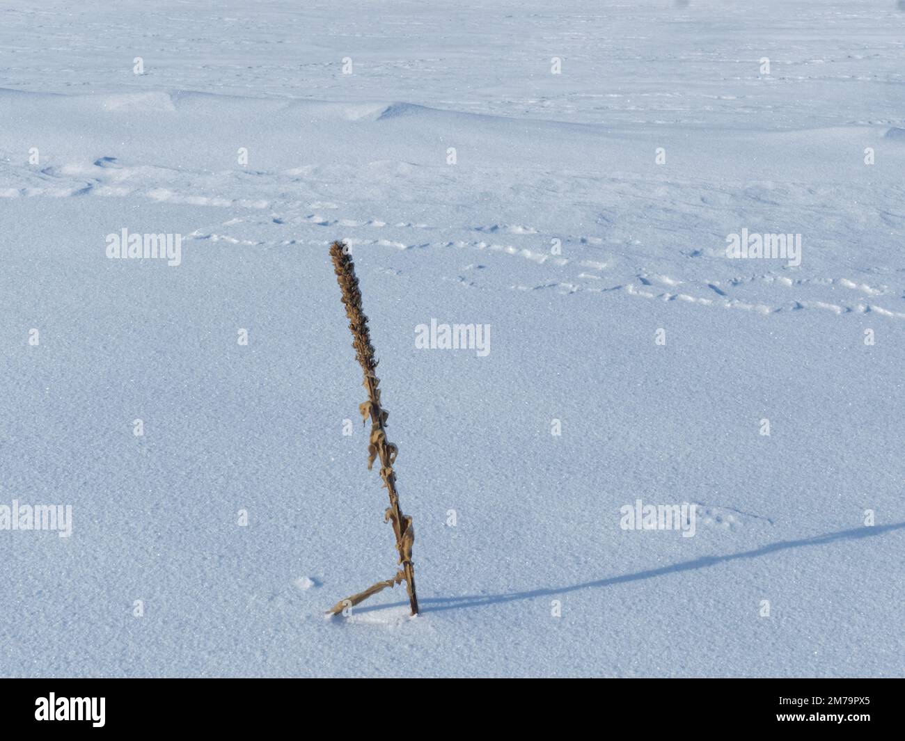 Mullein stalk plant hi-res stock photography and images - Alamy