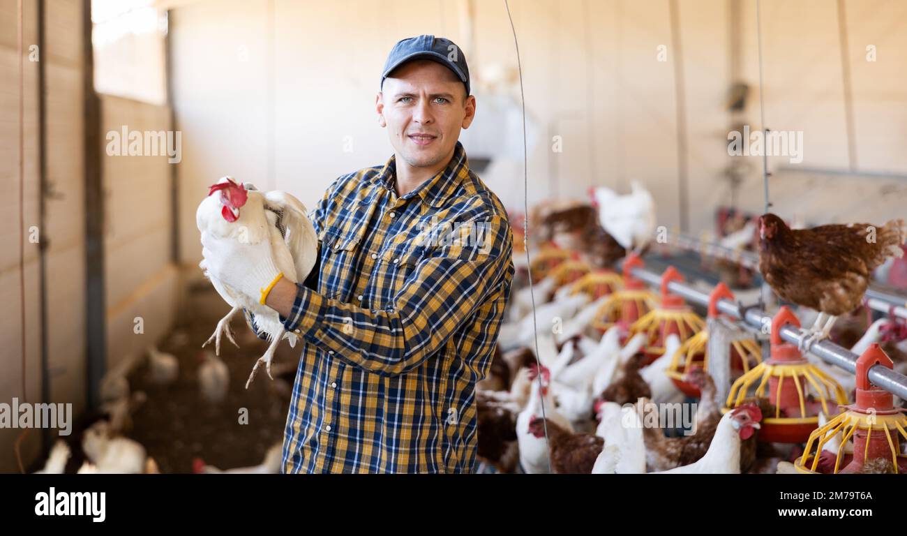 Serious young male farmer holding chicken and cheking health of hens on ...