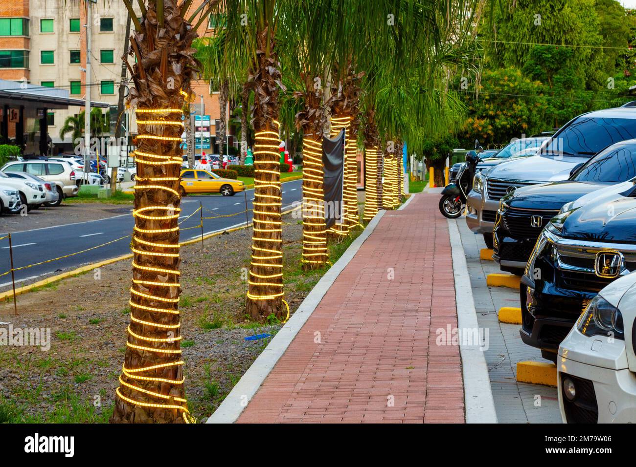 illuminated park trees on parking lot sidewalk Stock Photo - Alamy