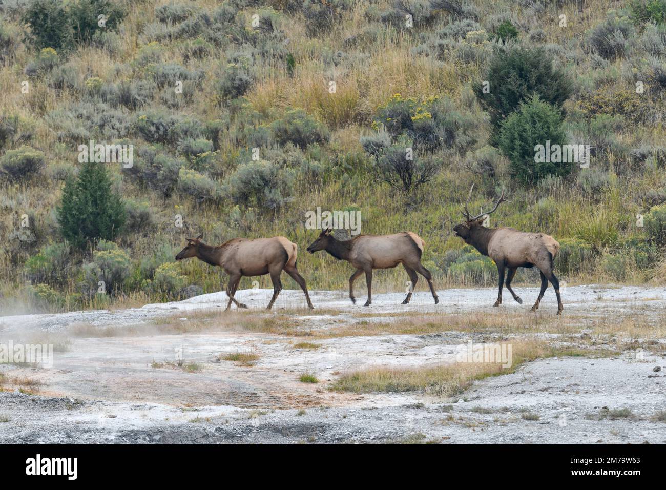 North America, American, USA, Rocky Mountains, Wyoming, Yellowstone ...