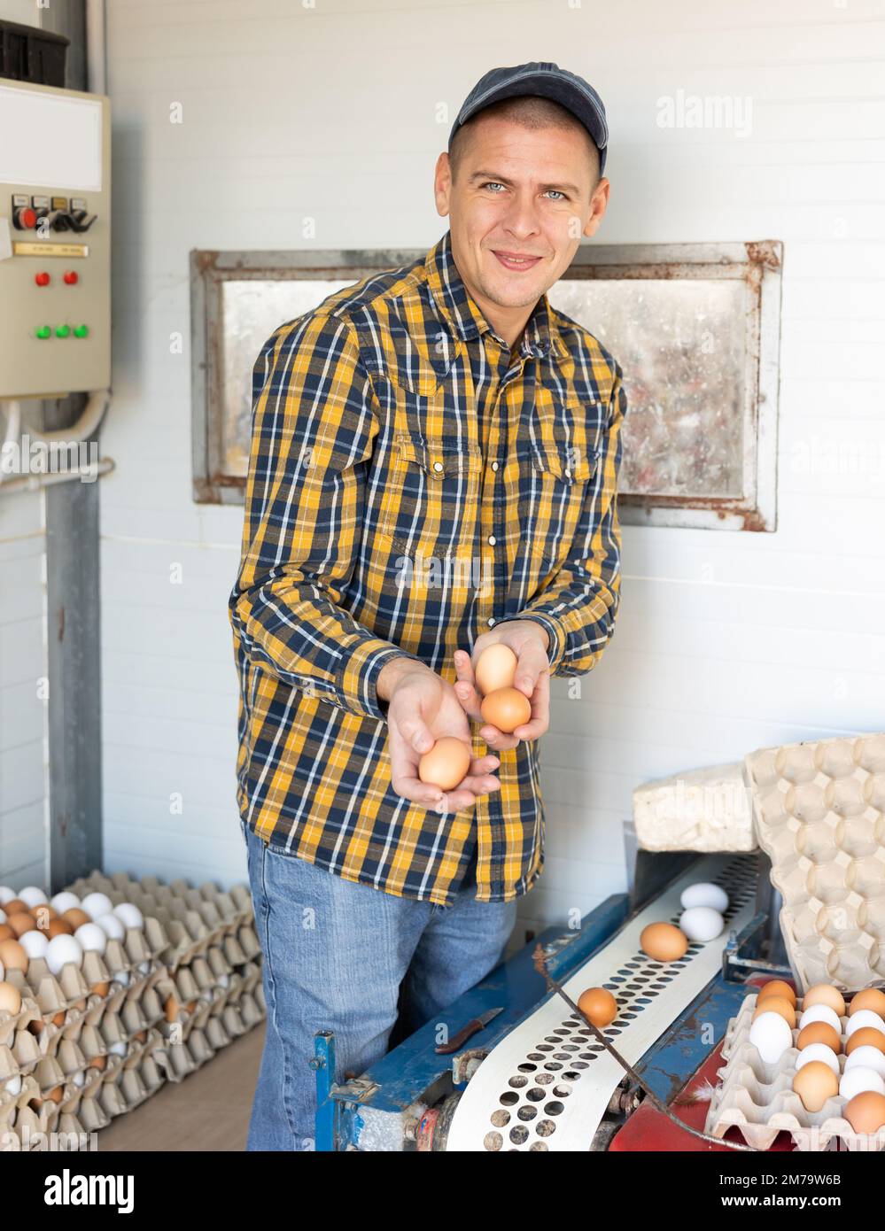 Man picking fresh eggs from a poultry farm conveyor Stock Photo - Alamy