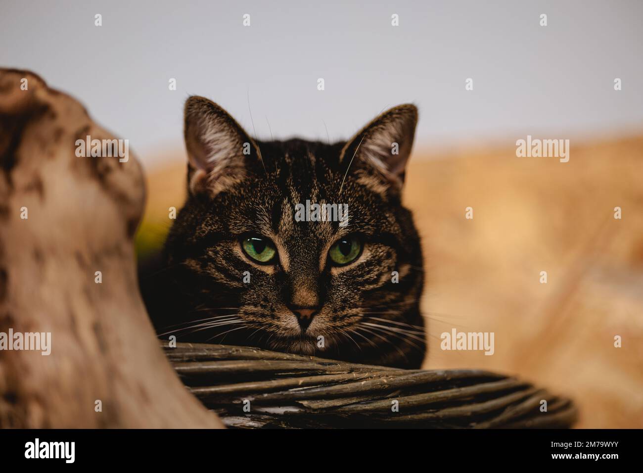 Beautiful Relaxed Tabby Cat portrait Stock Photo - Alamy