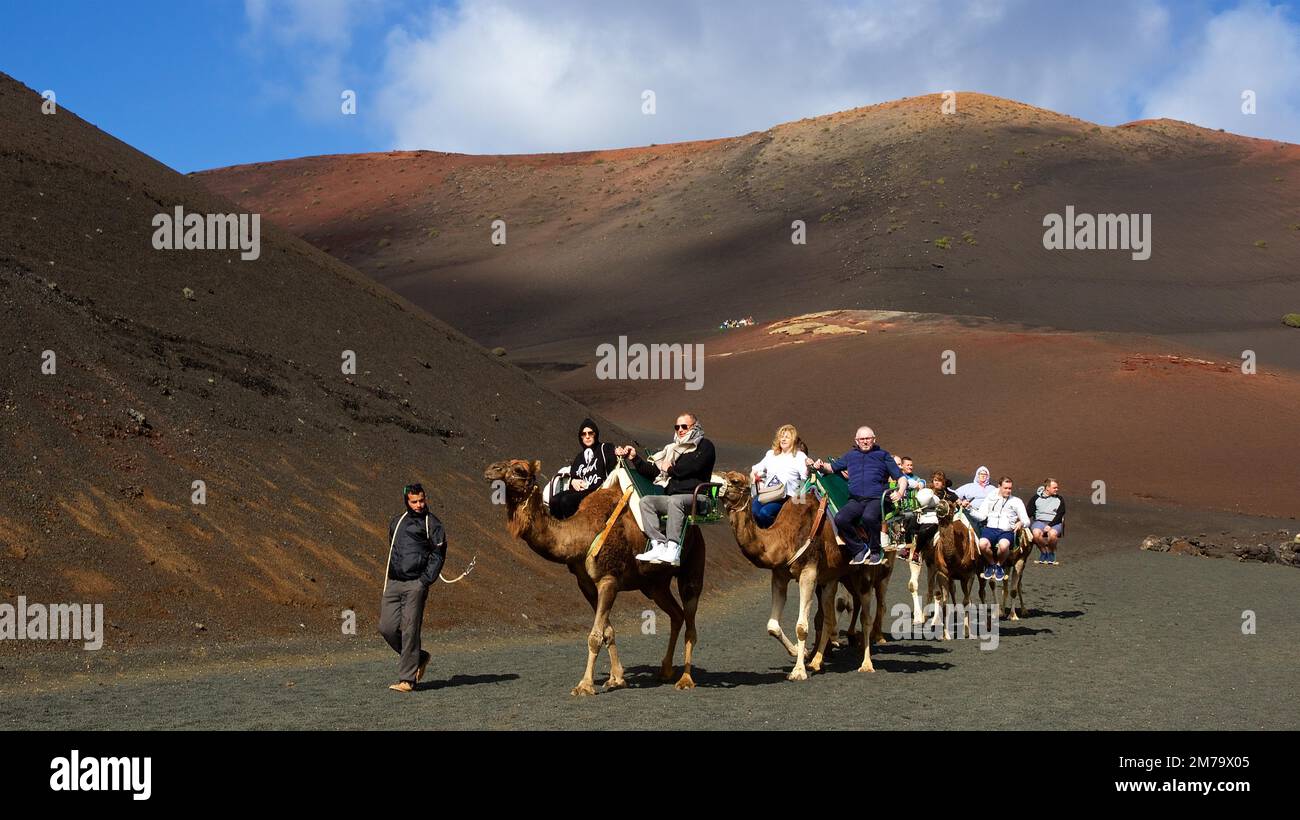 Camel safari, camels, tourists, lava hills, Timanfaya National Park ...