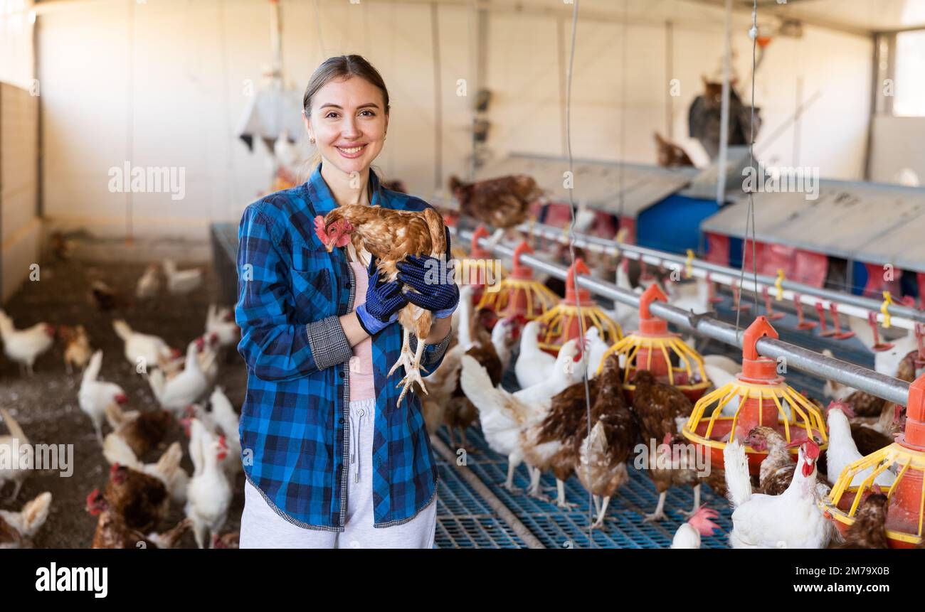 Interested female poultry farm owner inspecting laying hens in coop ...