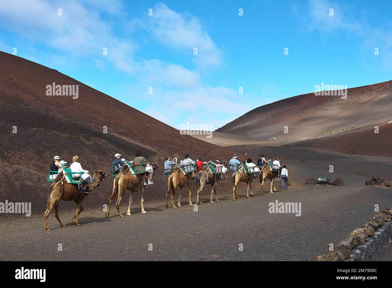 Camel safari from behind, camels, tourists on camels, brown lava ...