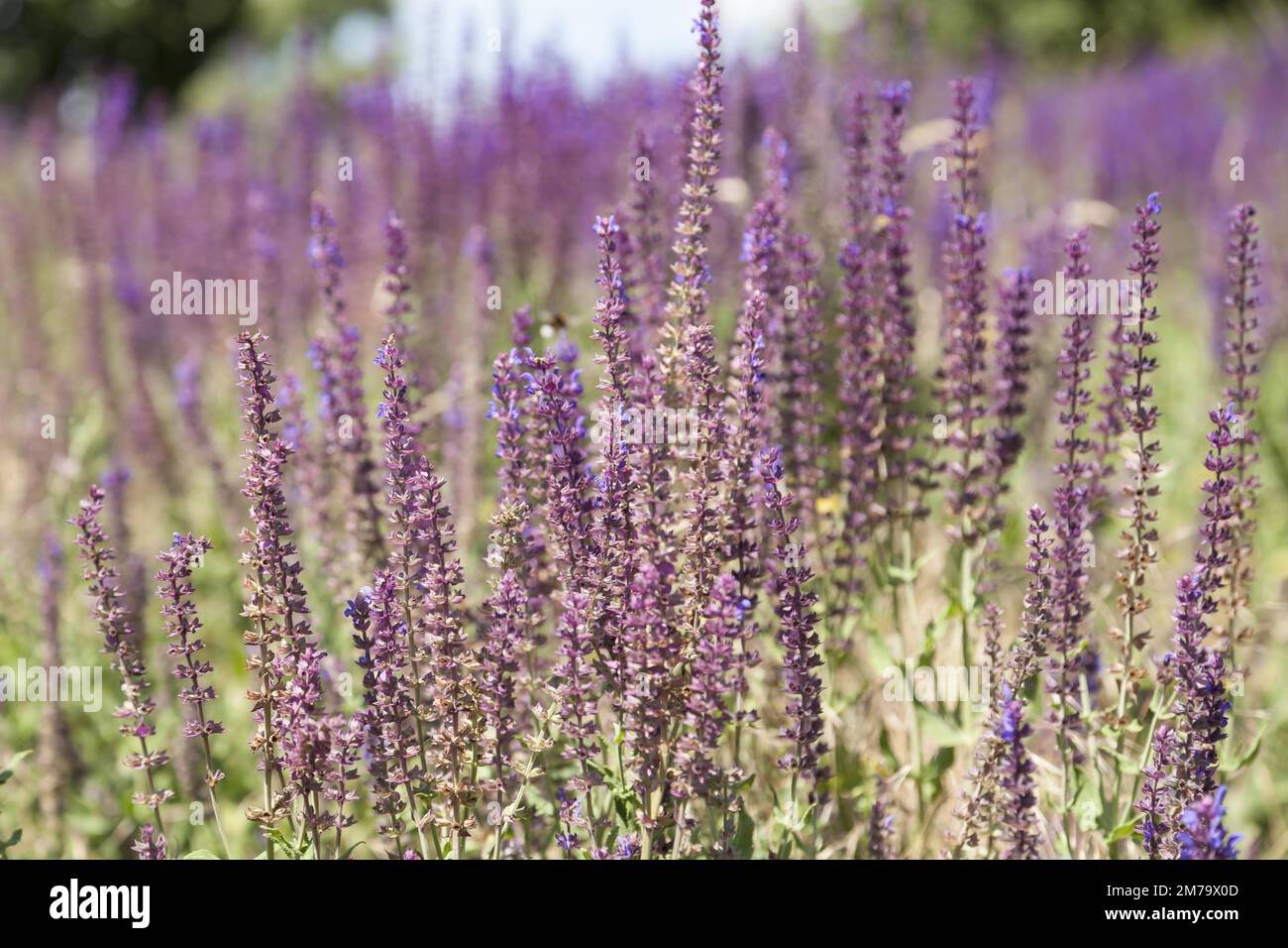 Common lavender (Lavandula angustifolia), Mauerpark, Penzlauer Berg ...
