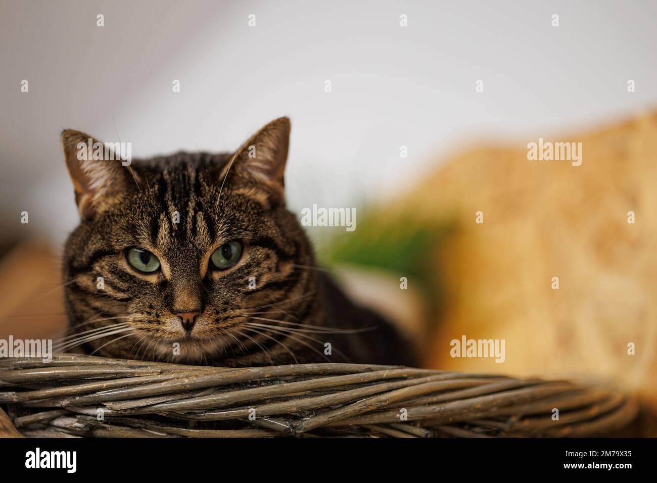 Beautiful Relaxed Tabby Cat portrait Stock Photo - Alamy