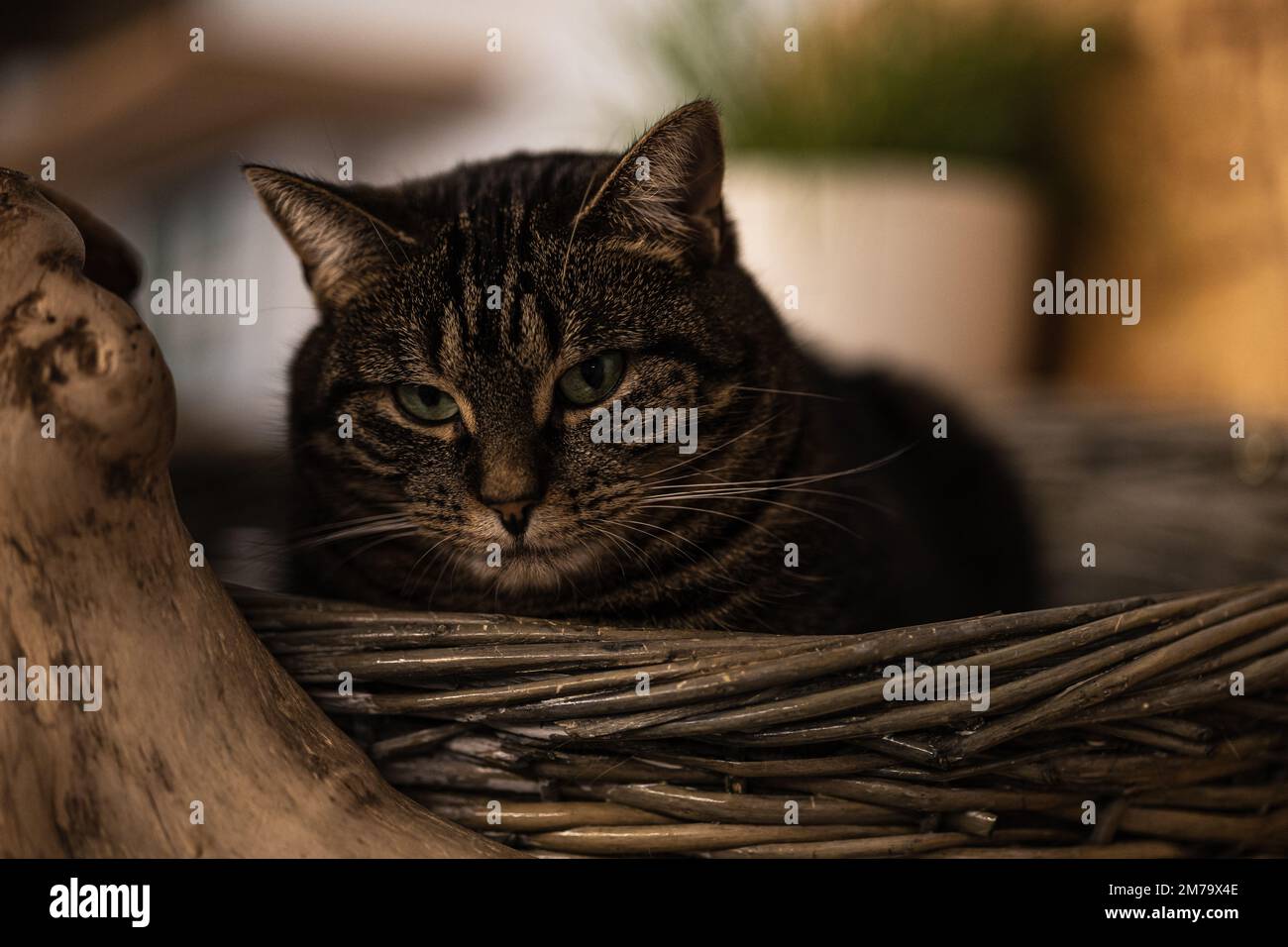 Young beautiful tabby cat hi-res stock photography and images - Alamy