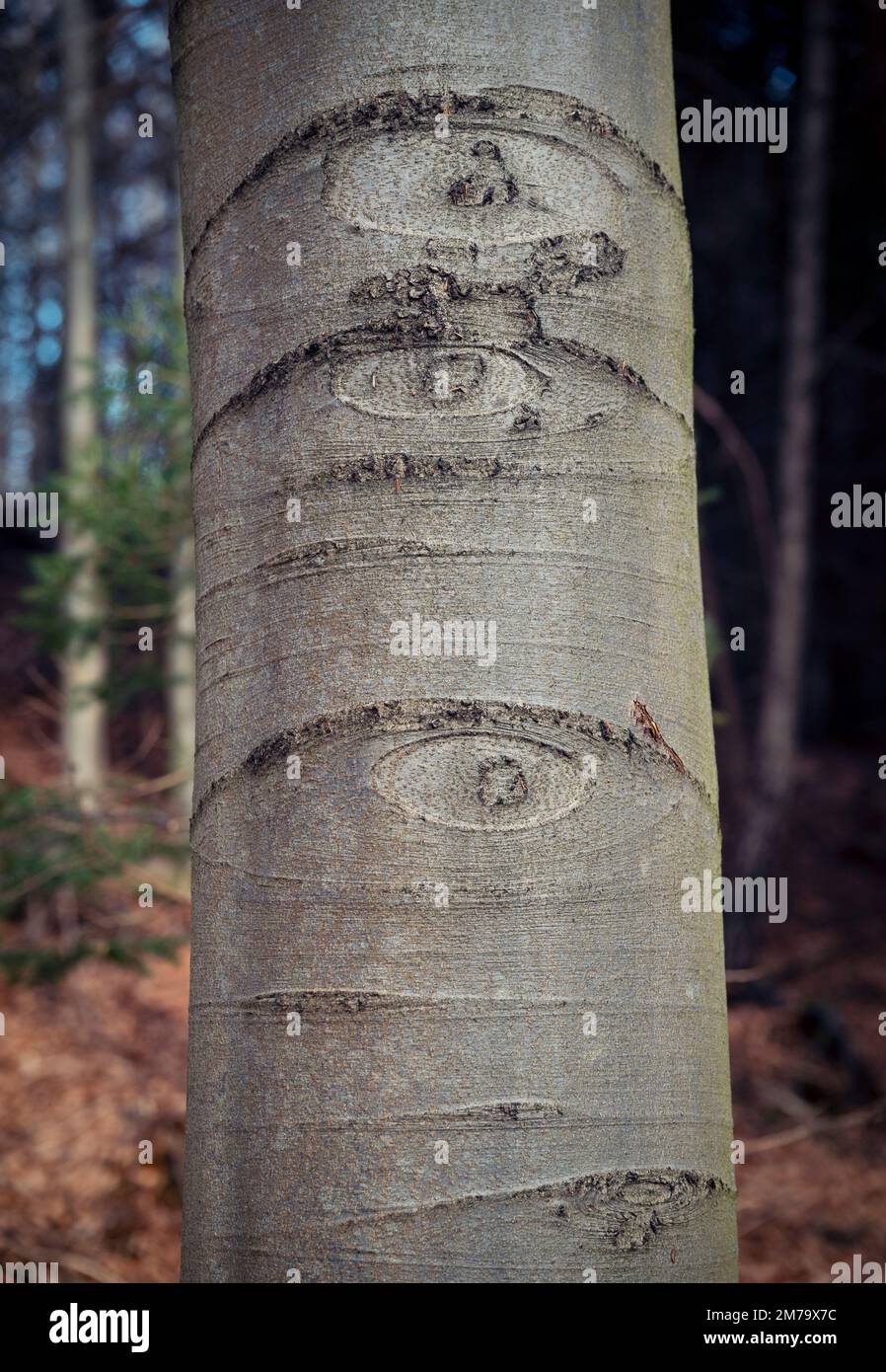 nature background detail of a beech trunk with eye shapes Stock Photo ...