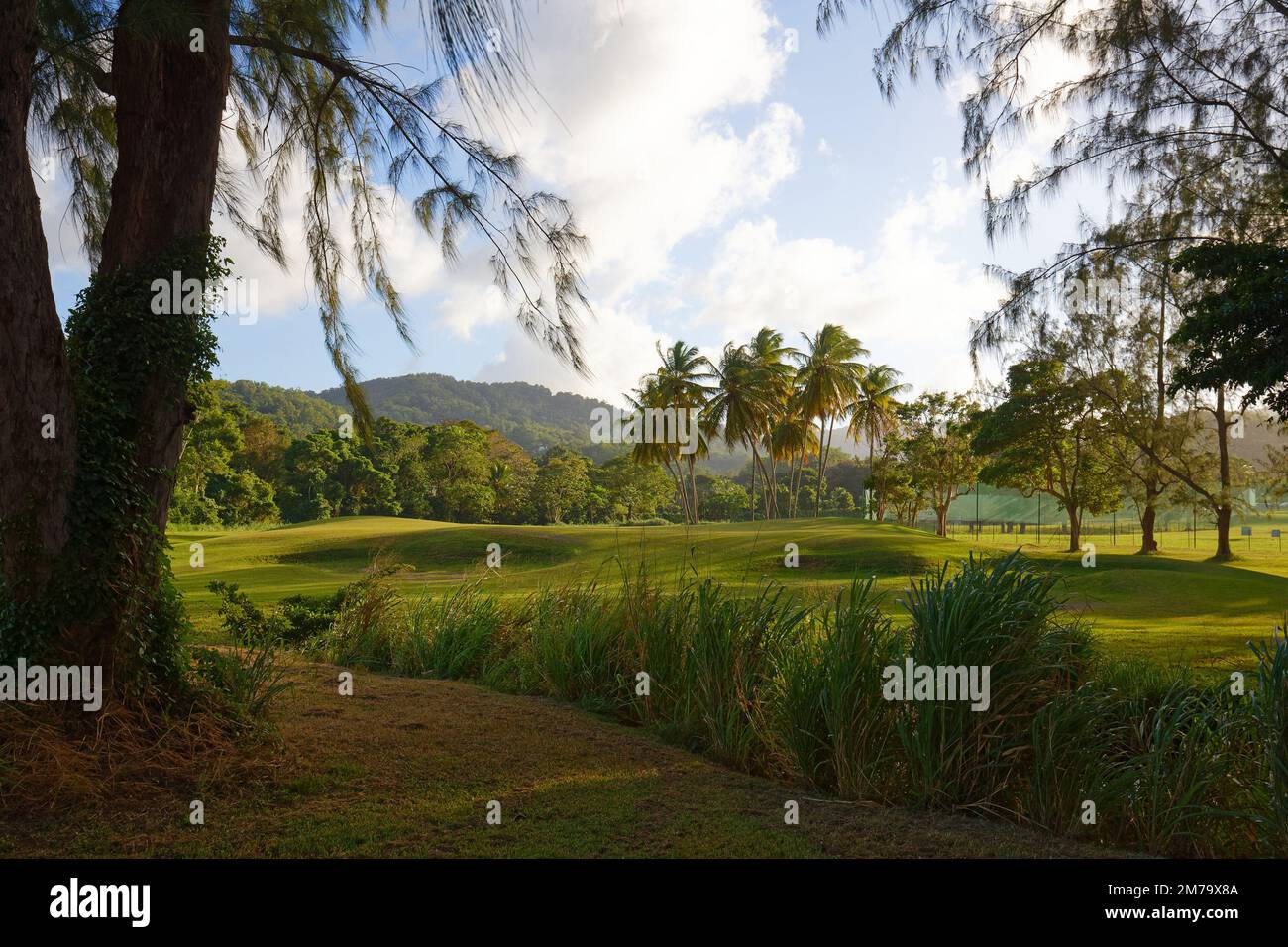 tropical jungle trees in caribbean island Martinique, French West ...