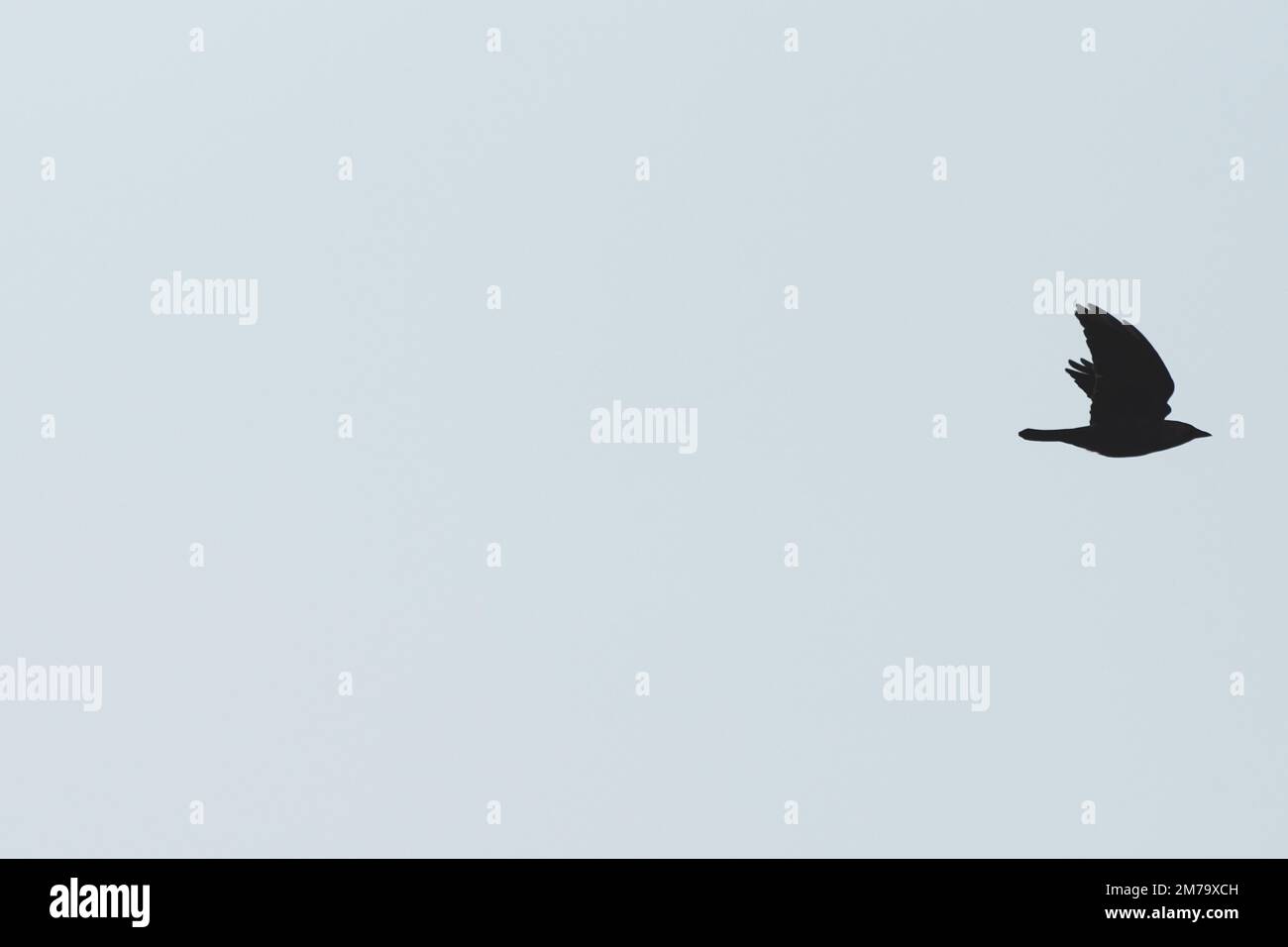 Low angle view of a bird against sky Stock Photo - Alamy