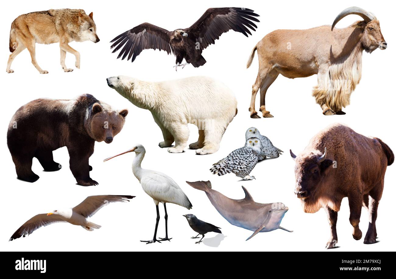 Endangered animals collage hi-res stock photography and images - Alamy