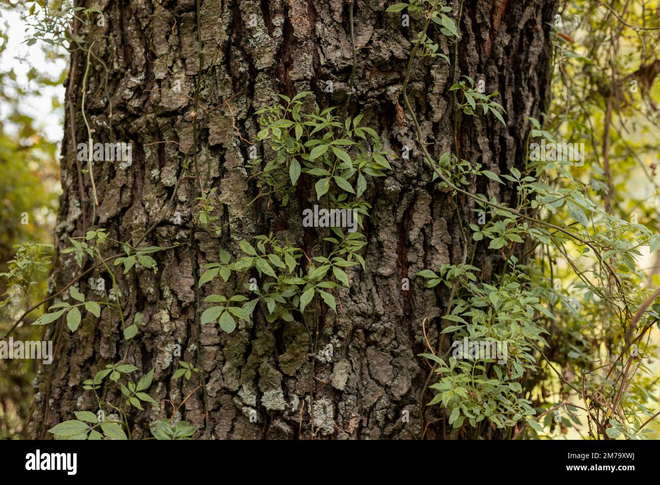 approach to the trunk of a tree with a vine in the middle of nature ...