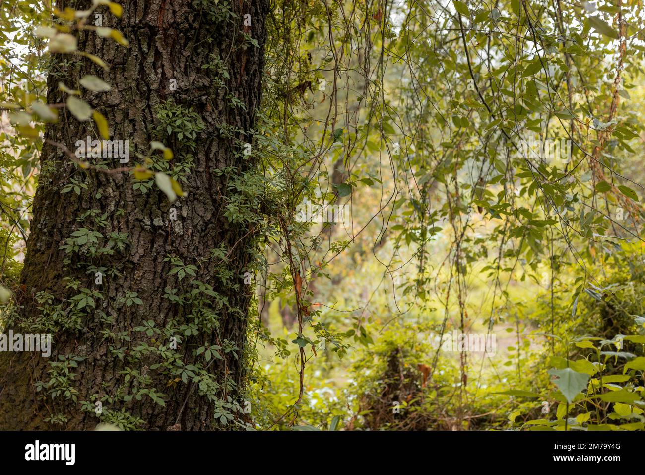 approach to the trunk of a tree with a vine in the middle of nature ...