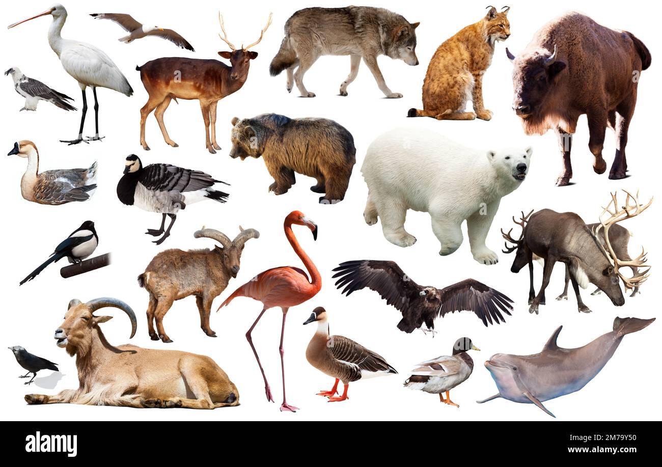 european animals isolated Stock Photo - Alamy