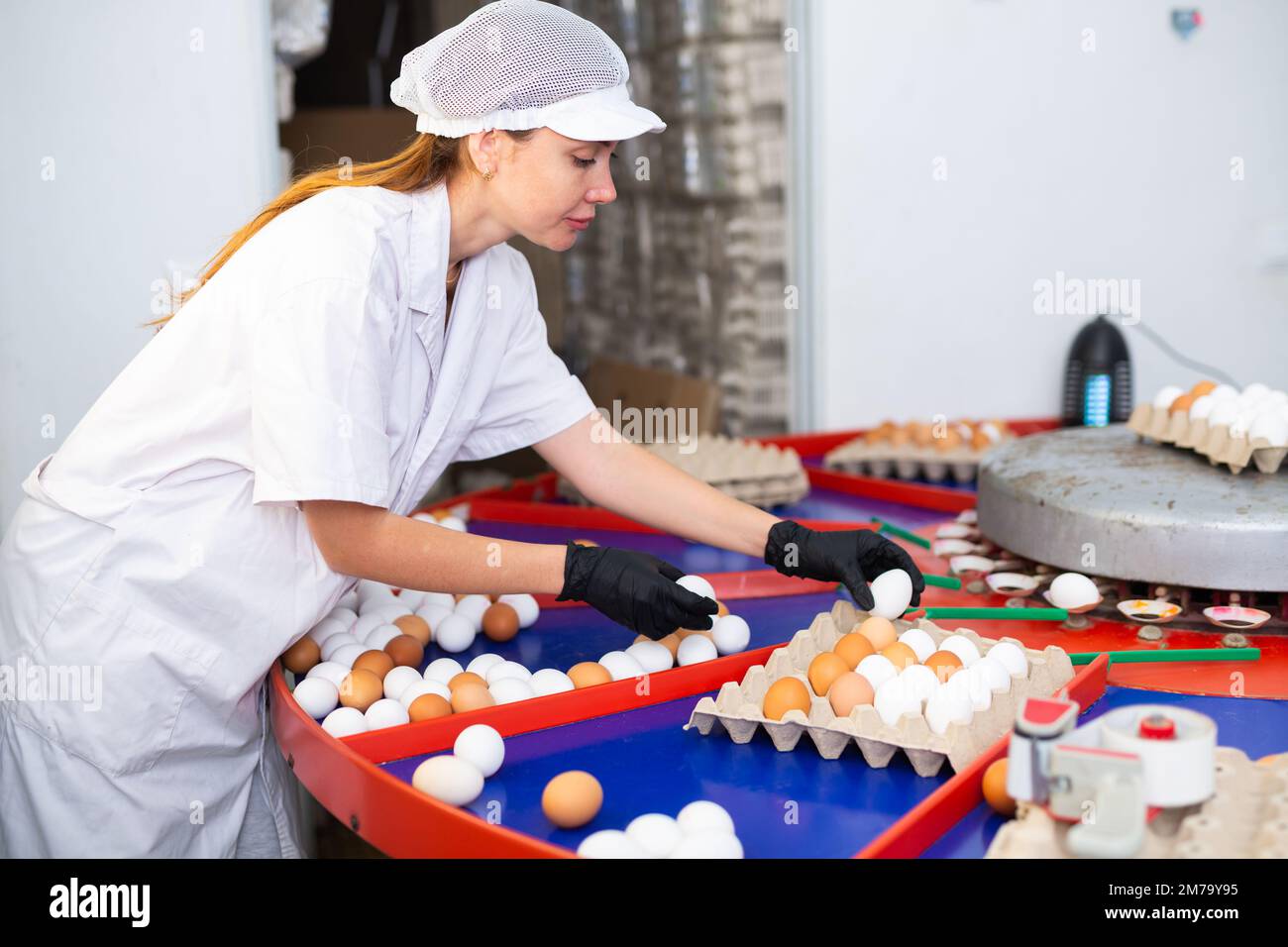 Poultry farm workwoman sorting eggs and packing into cardboard trays ...