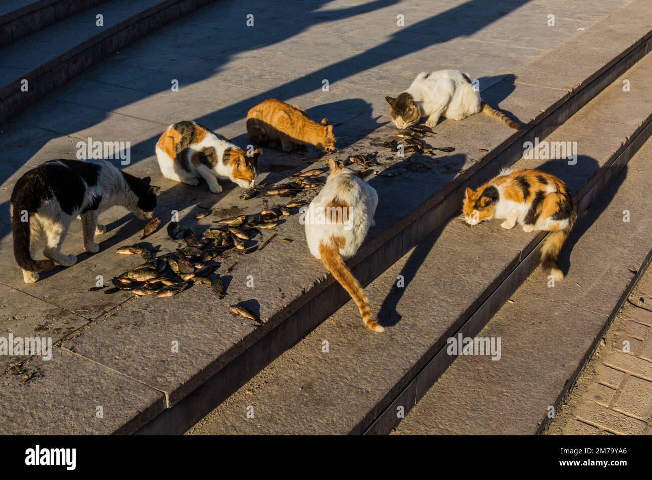 Stray cats eating small fish in the harbor of Alexandria, Egypt Stock ...