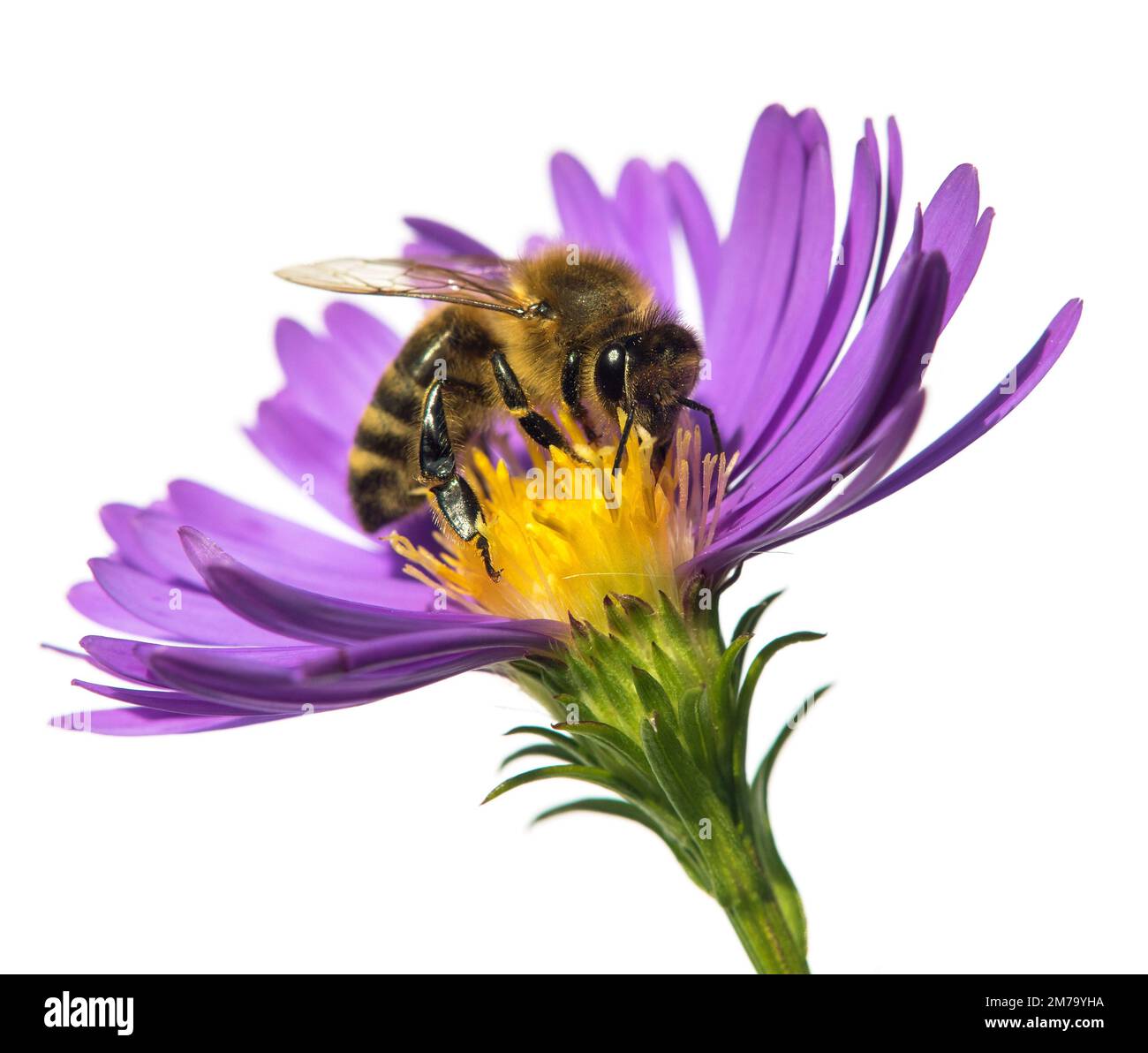 bee or honeybee in Latin Apis Mellifera, european or western honey bee ...