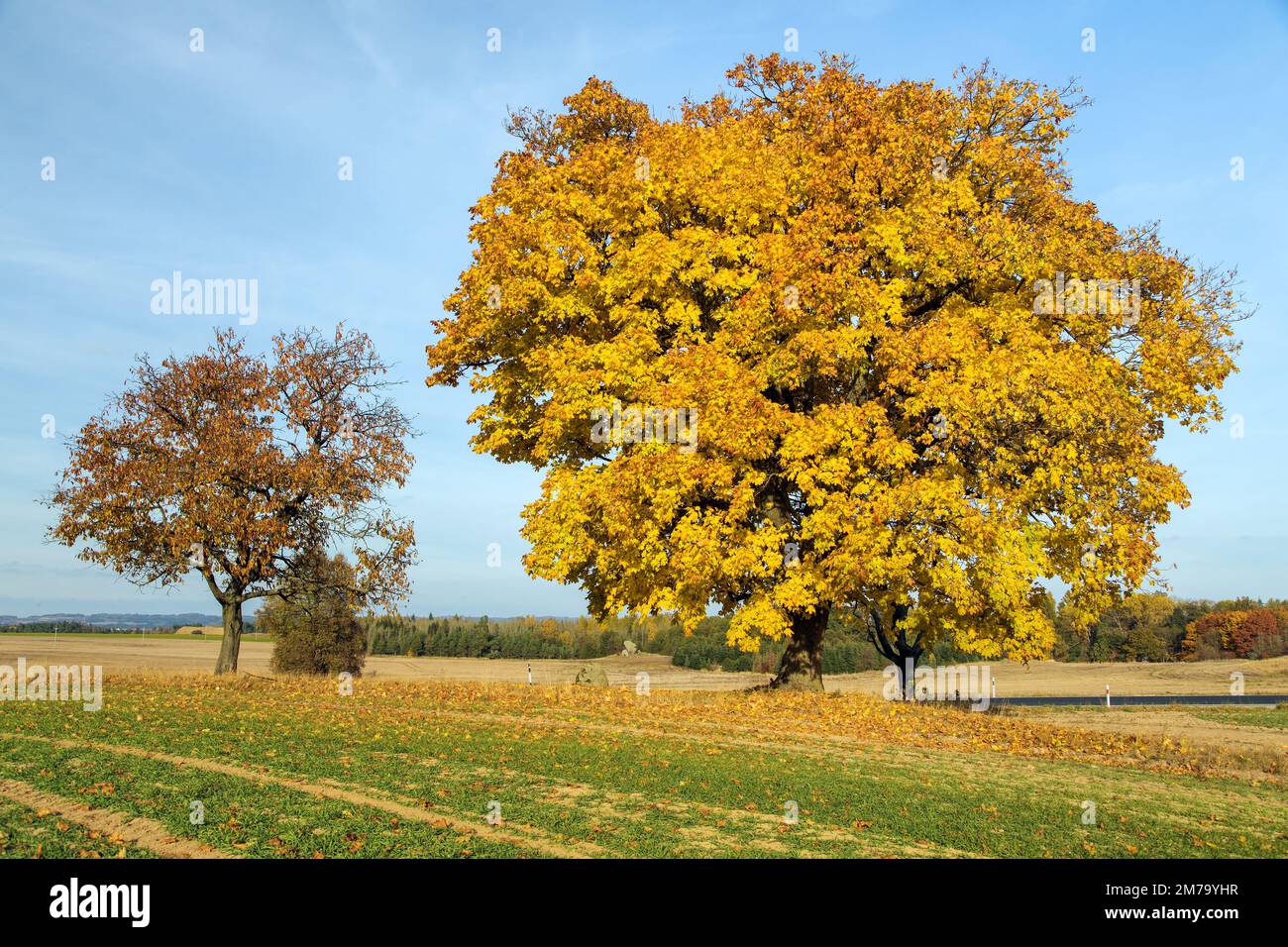 autumn colored deciduous trees, maple trees with rural road, autumnal ...