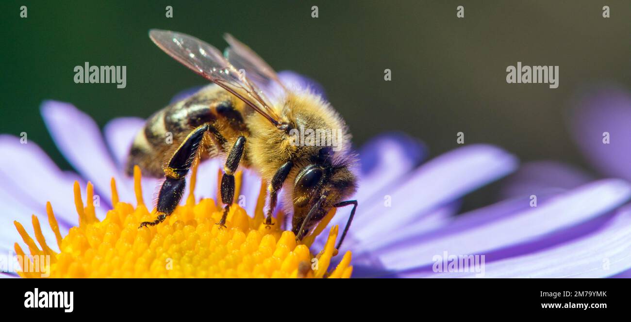 bee or honeybee in Latin Apis Mellifera, european or western honey bee ...