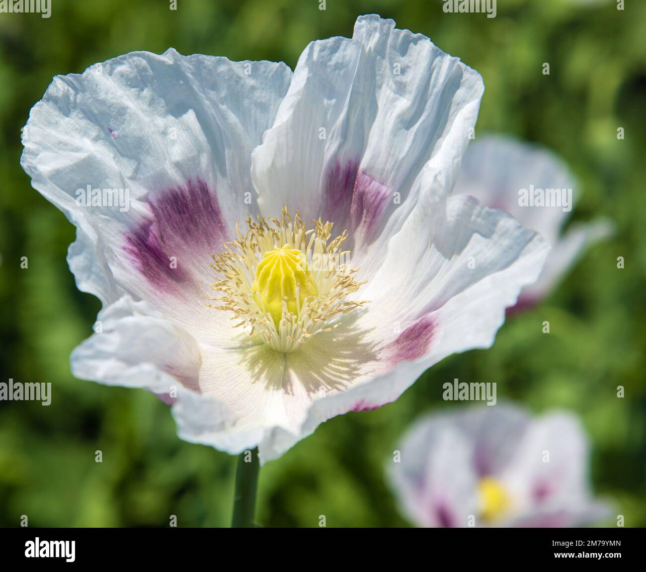 Detail of opium poppy flower, in latin papaver somniferum, white ...
