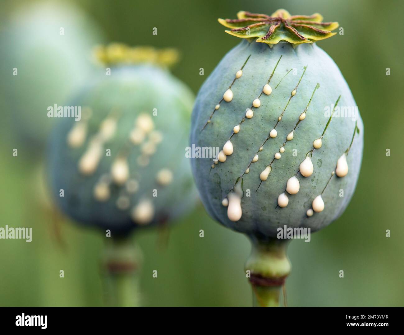 Detail of opium poppy heads, in latin papaver somniferum, two immature ...
