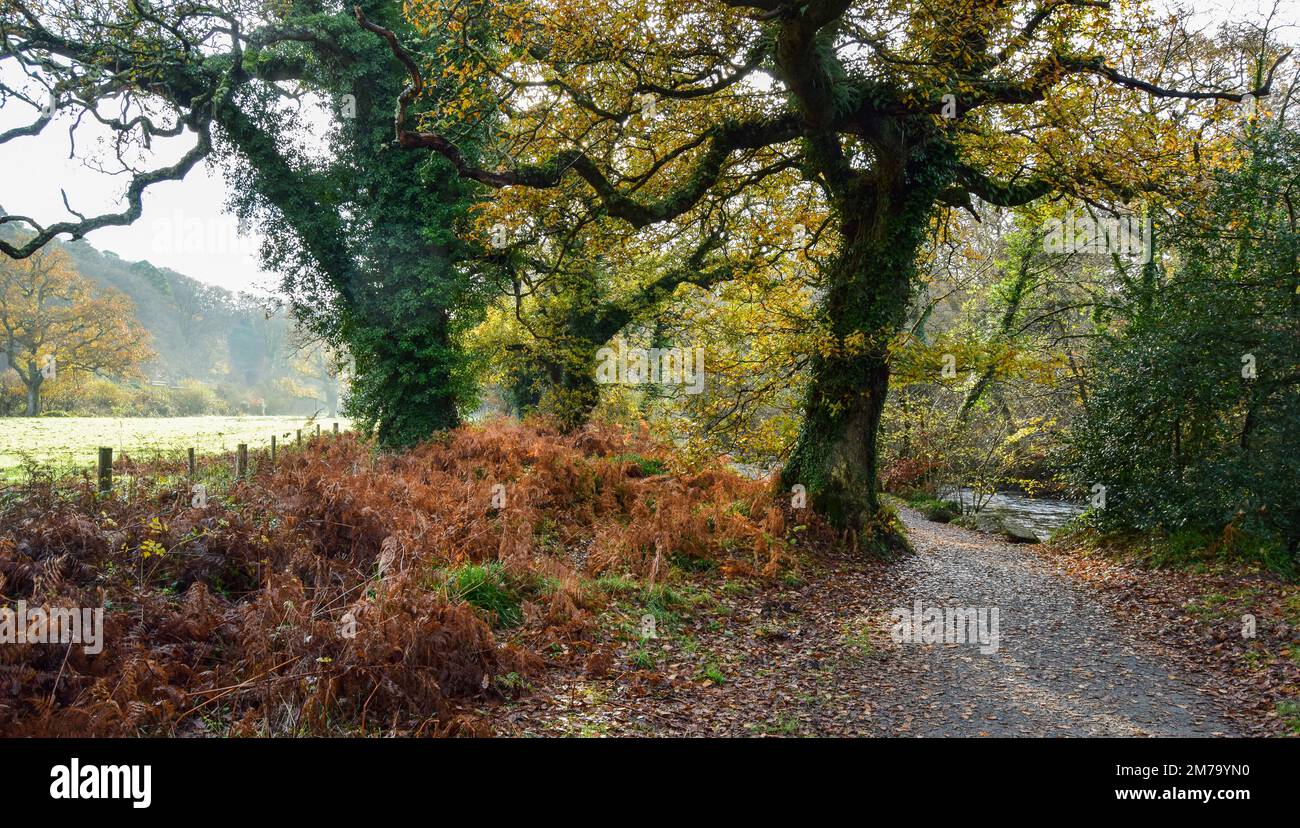 Cornwall lanhydrock autumn hi-res stock photography and images - Alamy