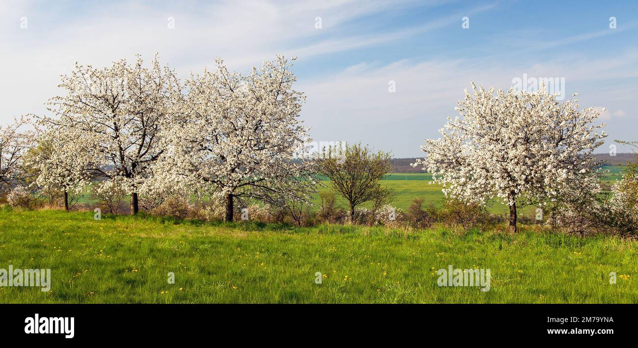 flowering cherry trees in latin Prunus cerasus with beautiful sky ...