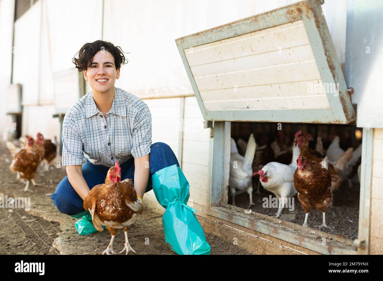 Hispanic female farmer inspecting laying hens on backyard of poultry ...