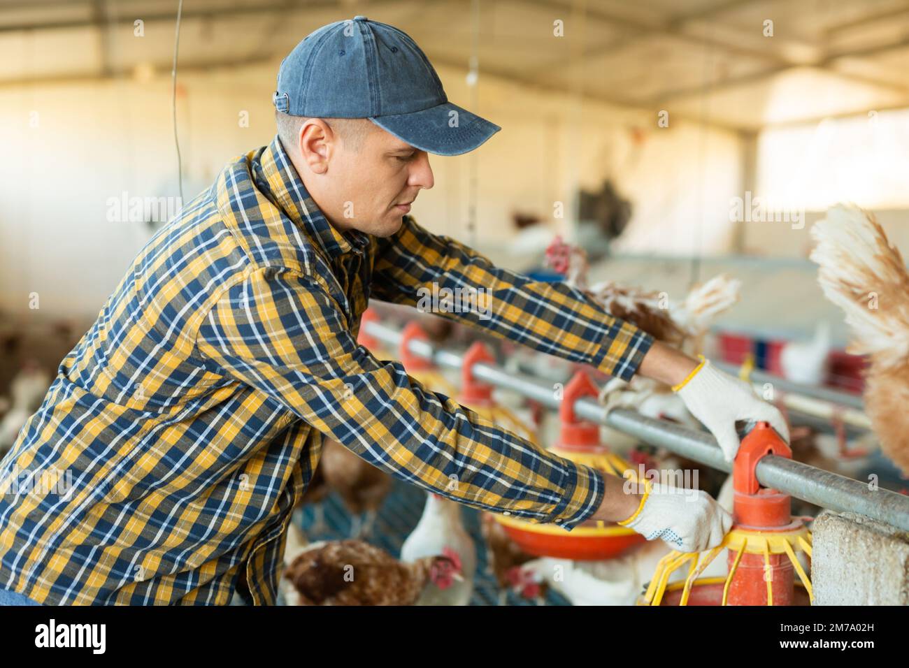 Portrait of European male farmer controling chicken feeding on farm ...