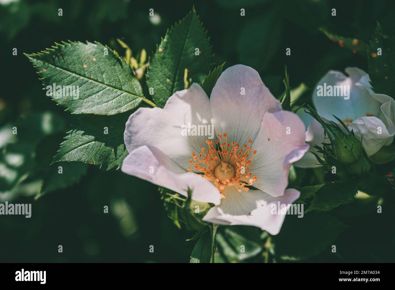 Rosa xanthina in bloom, photoed at the arboretum Stock Photo - Alamy