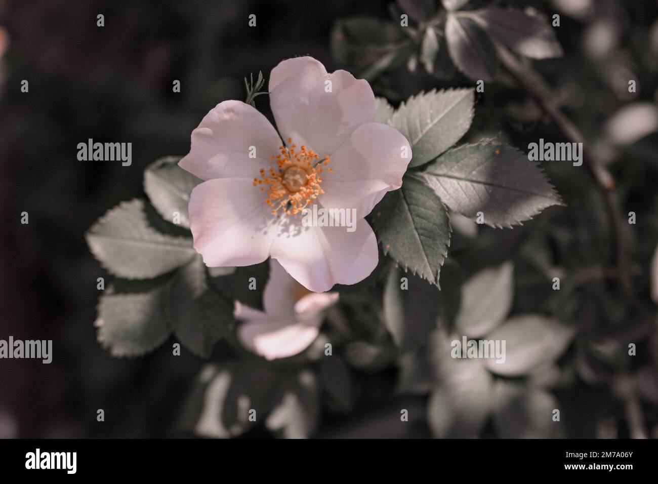 Rosa xanthina in bloom, photoed at the arboretum Stock Photo - Alamy
