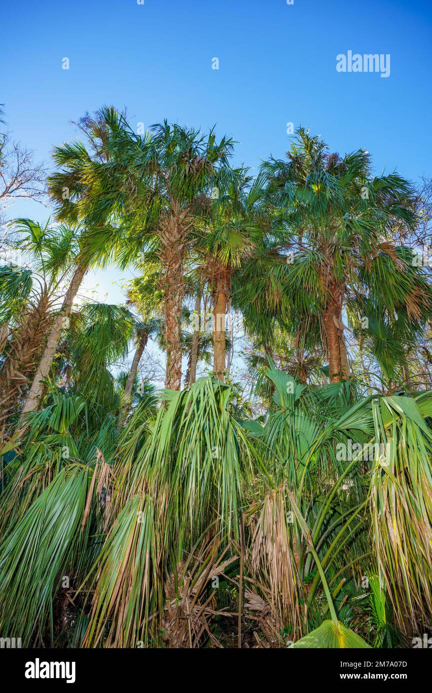 Nature scene at Highlands Hammock State Park Sebring Florida USA Stock ...