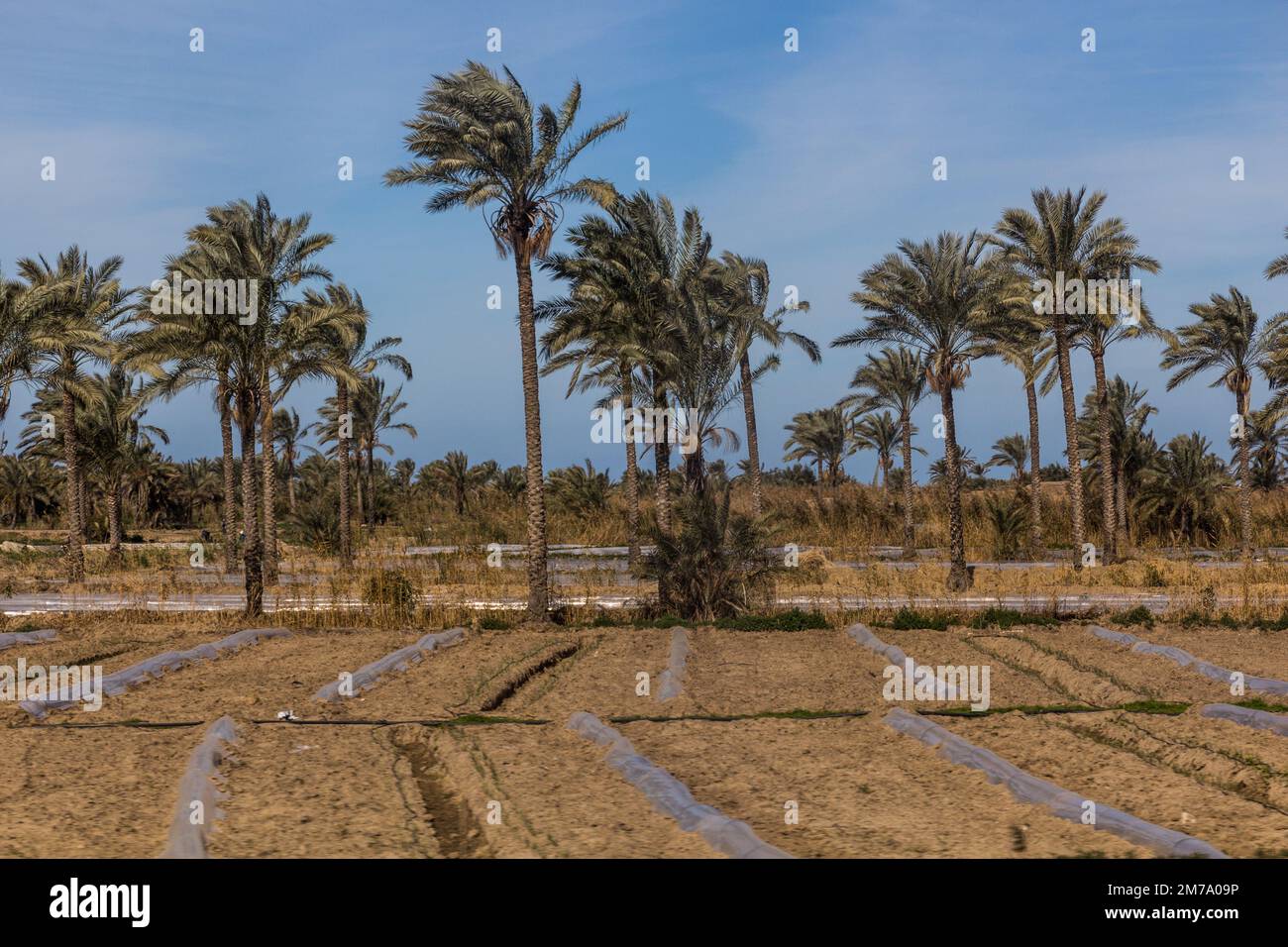 Fields and palms the Nile delta, Egypt Stock Photo - Alamy