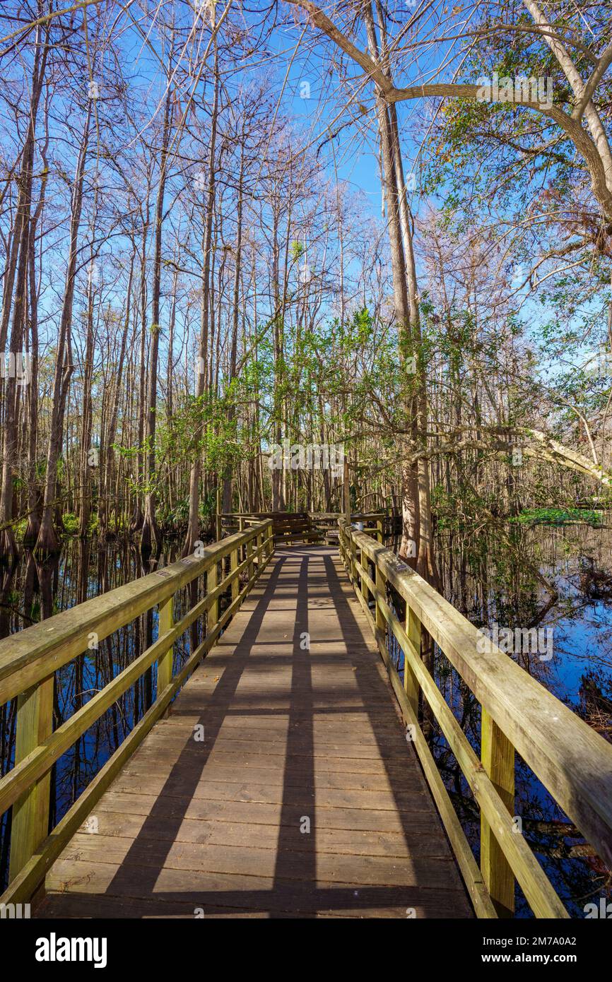Nature scene at Highlands Hammock State Park Sebring Florida USA Stock ...