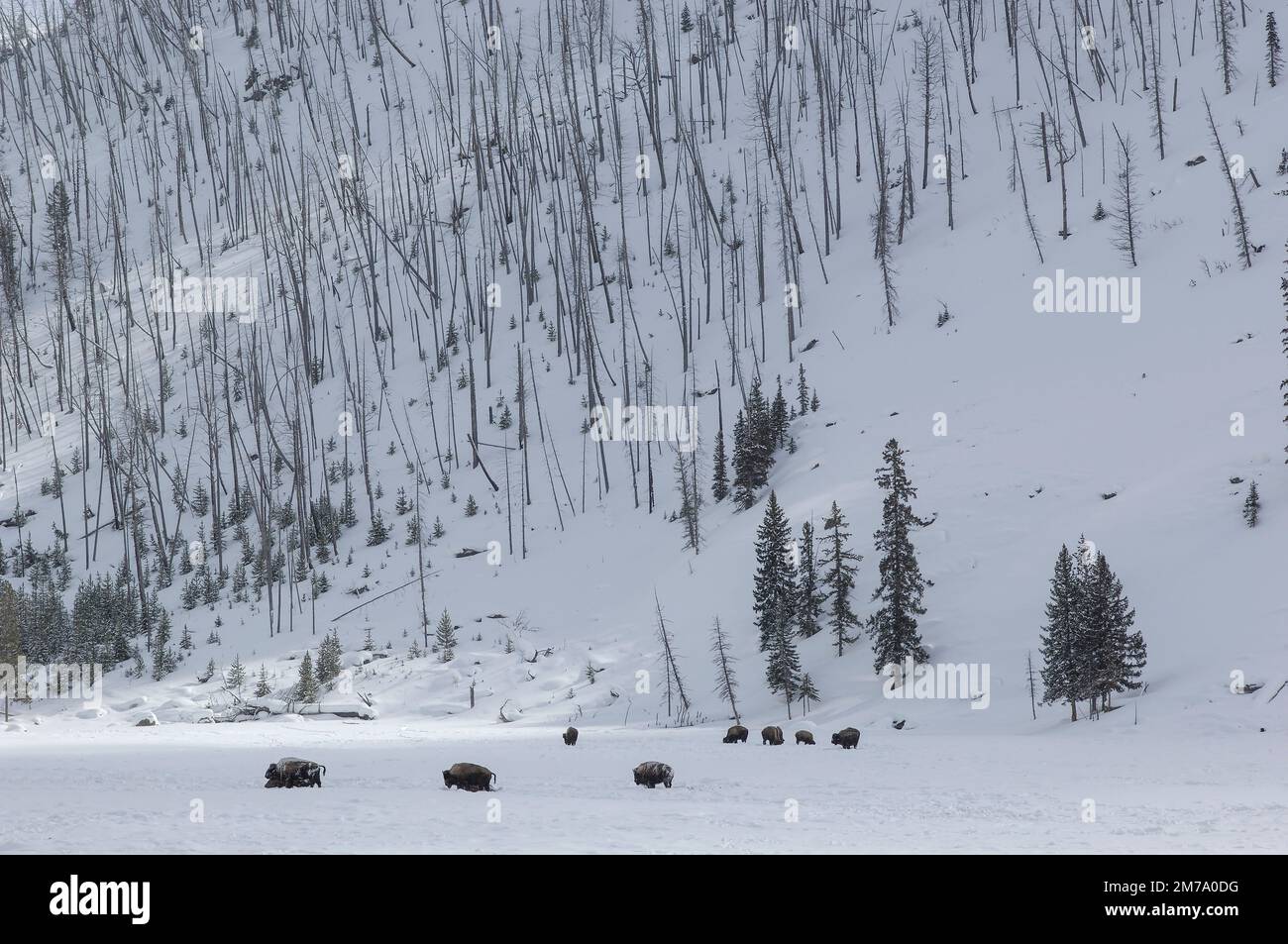 USA, Rocky Mountains, Wyoming, Yellowstone National Park, UNESCO, World ...