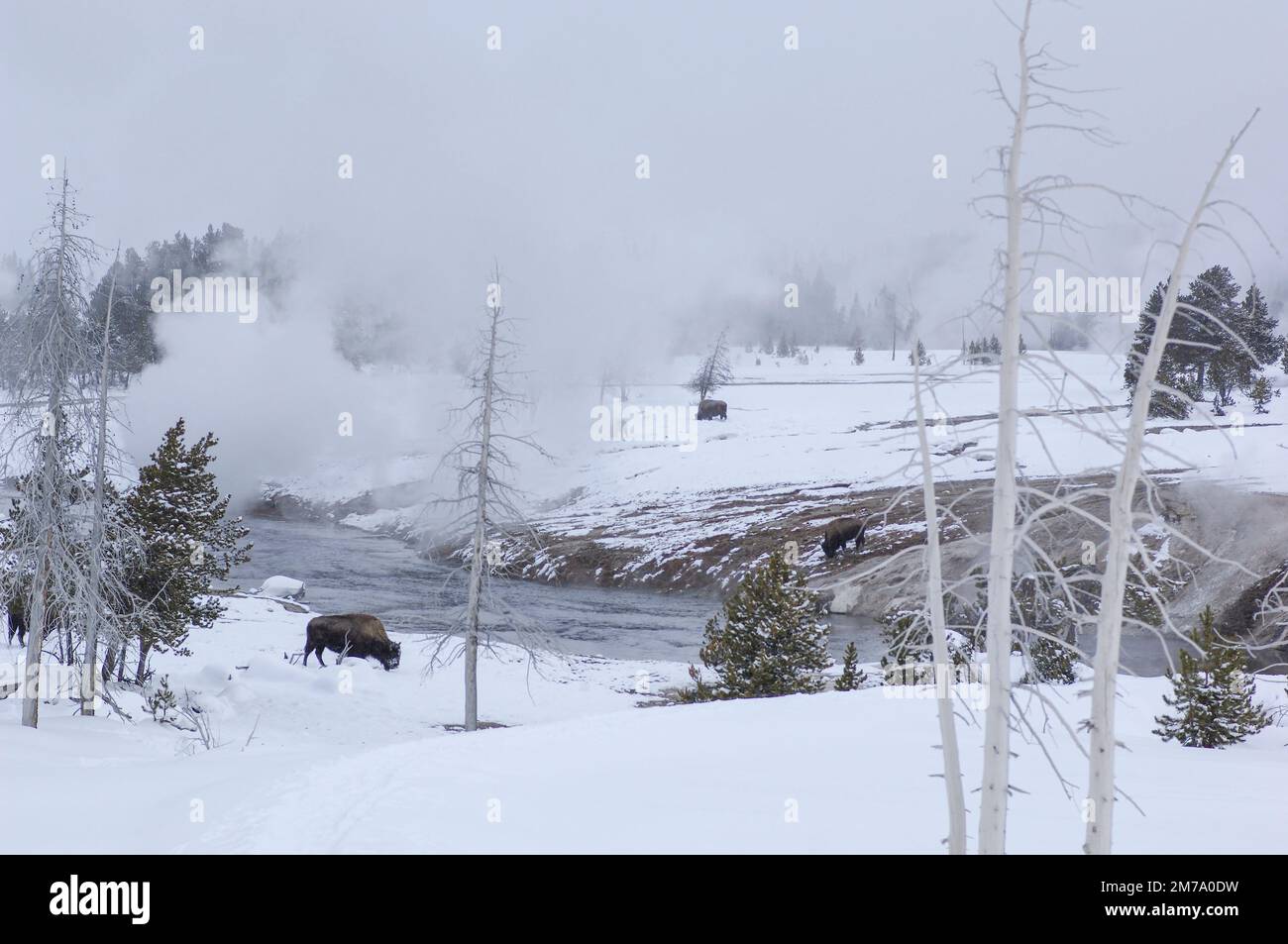 USA, Rocky Mountains, Wyoming, Yellowstone, National Park, UNESCO ...