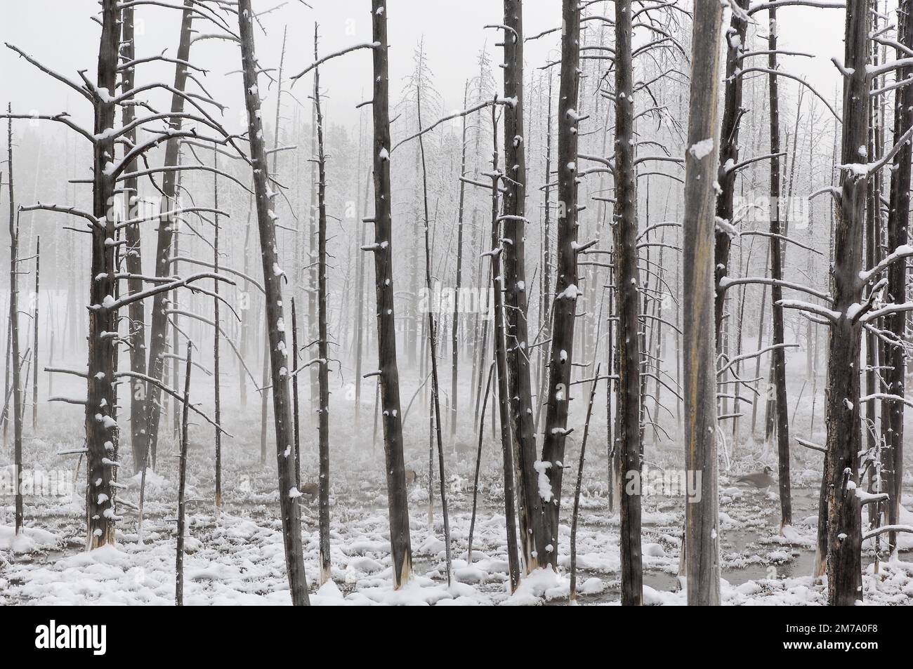 USA, Rocky Mountains, Wyoming, Yellowstone, National Park, UNESCO ...