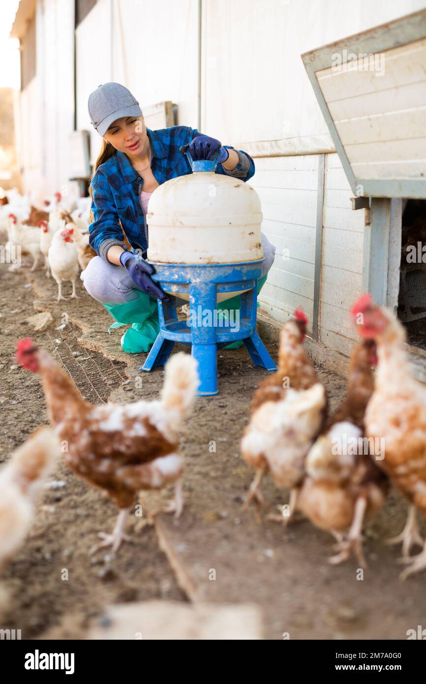 Hired female worker repairing chicken feeders in poultry farm Stock ...