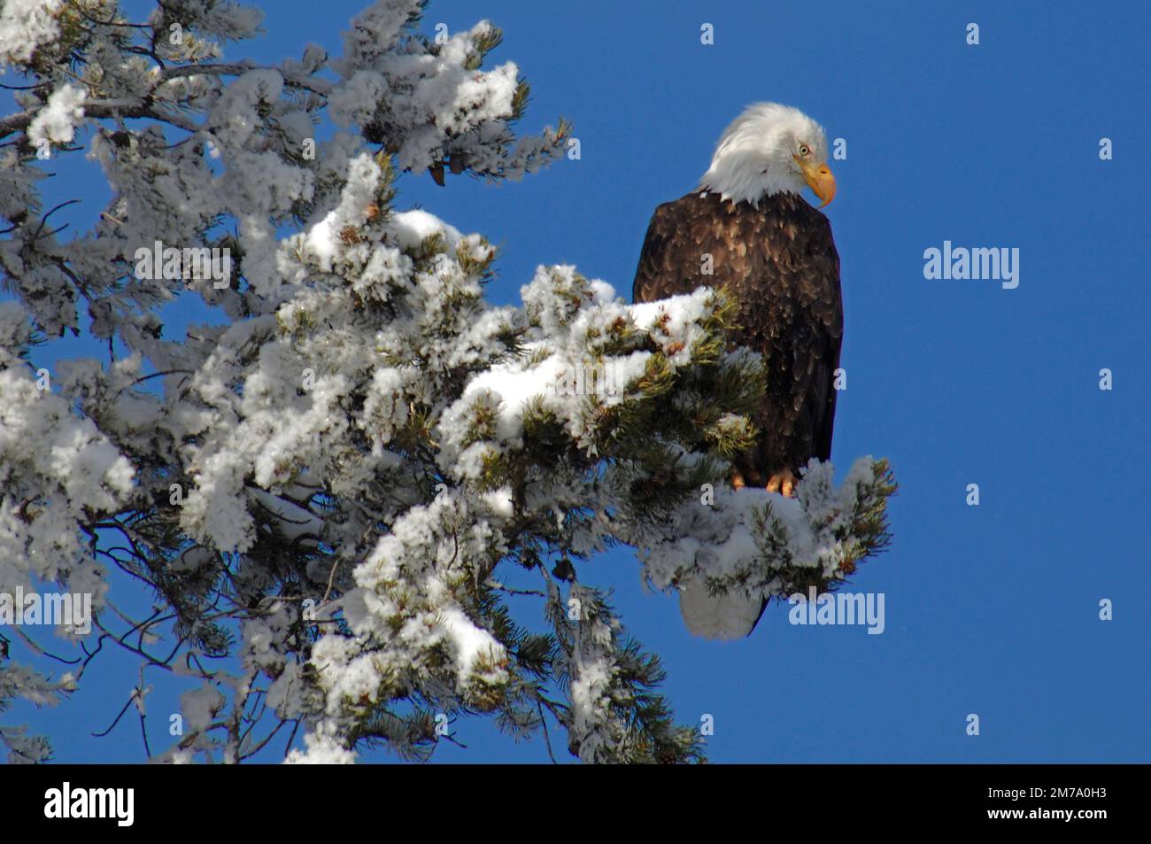 USA, Rocky Mountains, Wyoming, Yellowstone National Park, Haliaeetus ...
