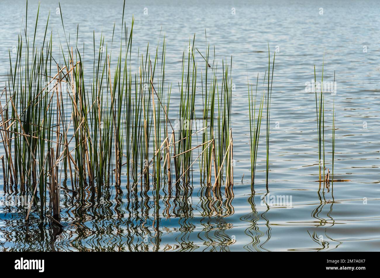 Reed frogs hi-res stock photography and images - Alamy