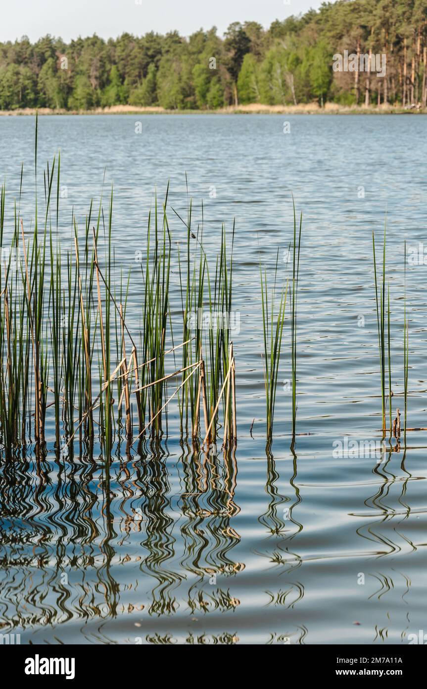 Young stalks of reeds on a forest lake Stock Photo - Alamy