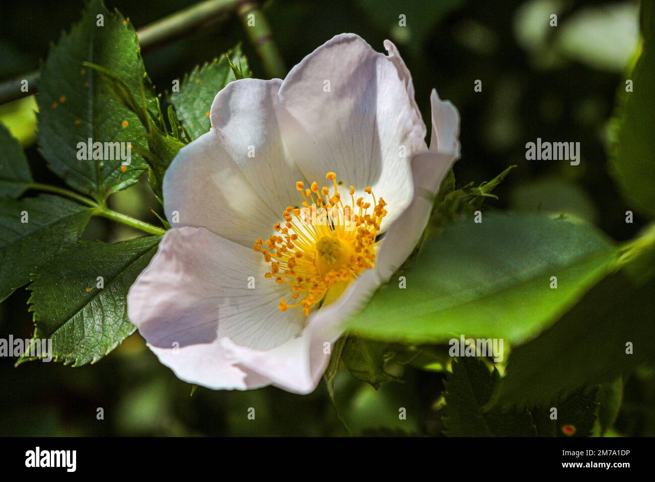 Rosa xanthina in bloom, photoed at the arboretum Stock Photo - Alamy