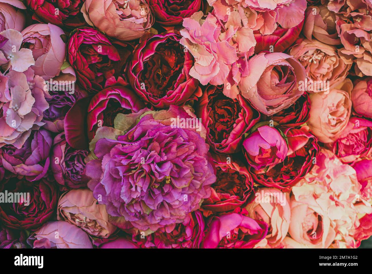 Amazing roses hi-res stock photography and images - Alamy